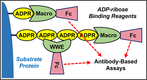 Generation and Characterization of Recombinant Antibody-like ADP-Ribose ...
