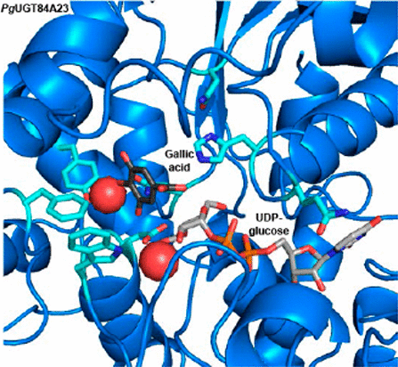 UGT84家族糖基转移酶的表征为形成没食子酰基葡萄糖酯的UGT提供底物结合和反应性的新见解。,Biochemistry - X-MOL