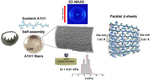 Squid Suckerin Biomimetic Peptides Form Amyloid-like Crystals with ...