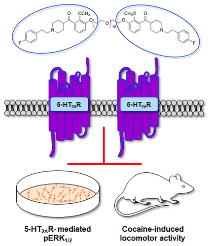 Novel Bivalent 5-HT2A Receptor Antagonists Exhibit High Affinity and Potency in Vitro and ...
