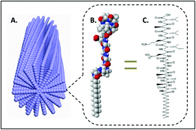 Self-assembly of peptide amphiphiles for drug delivery: the role of ...