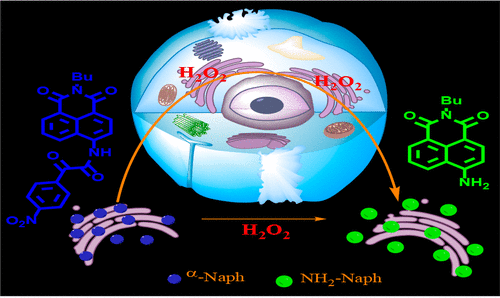 Endoplasmic Reticulum-Directed Ratiometric Fluorescent Probe for ...