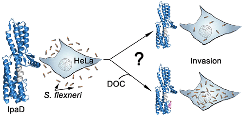 Deoxycholate-Enhanced Shigella Virulence Is Regulated by a Rare π-Helix ...