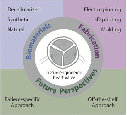 Developing a Clinically Relevant Tissue Engineered Heart Valve—A Review ...
