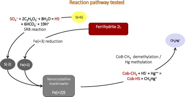 Methylmercury complexes: Selection of thermodynamic properties and ...