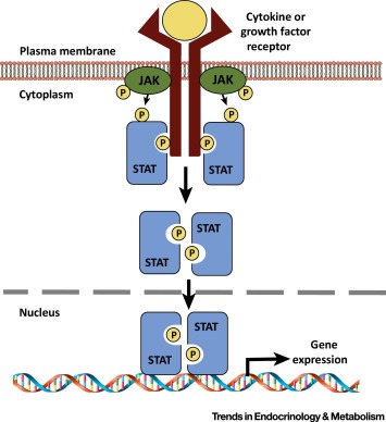 JAK/STAT – Emerging Players in Metabolism,Trends in Endocrinology & Metabolism - X-MOL