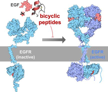 靶向EGF-EGFR相互作用的新型药物：代谢稳定的双环肽的设计。,ChemBioChem - X-MOL