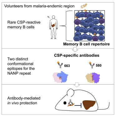 Natural Parasite Exposure Induces Protective Human Anti-Malarial ...
