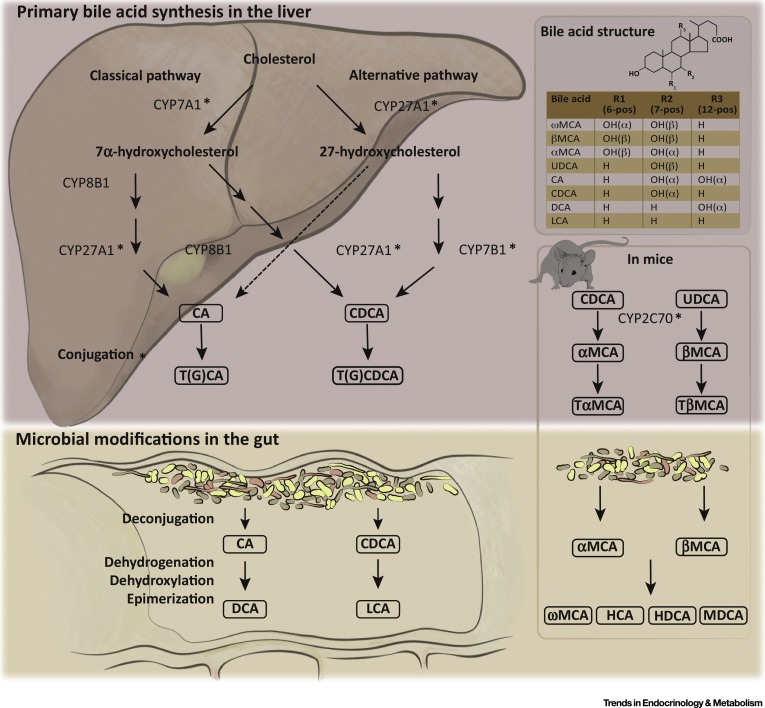 Role of Bile Acids in Metabolic Control,Trends in Endocrinology ...