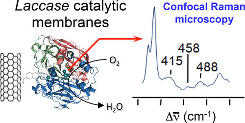 Confocal Raman Microscopy for the Determination of Protein and ...