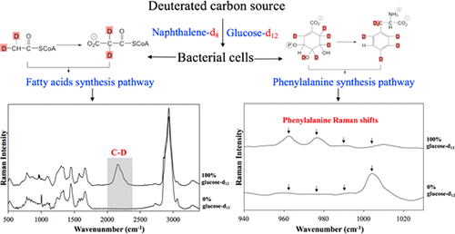 Raman Deuterium Isotope Probing Reveals Microbial Metabolism at the Single-Cell Level,Analytical ...