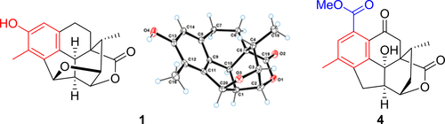 Cephanolides A–J, Cephalotane-Type Diterpenoids from Cephalotaxus ...