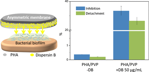 Designing Biodegradable PHA-Based 3D Scaffolds with Antibiofilm ...