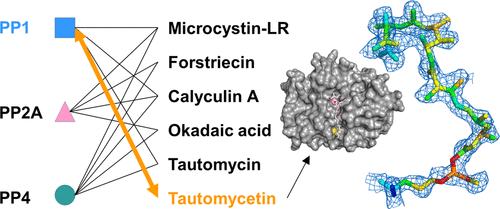 The PP1:tautomycetin complex reveals a path towards the development of PP1-specific inhibitors ...