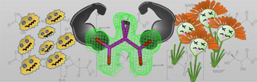 Crystal Structures of Staphylococcus aureus Ketol‐Acid Reductoisomerase ...