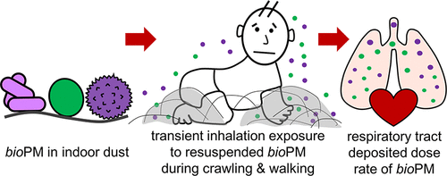 Infant and Adult Inhalation Exposure to Resuspended Biological ...