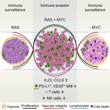 Myc 通过编程炎症和免疫抑制与 Ras 合作。,Cell - X-MOL