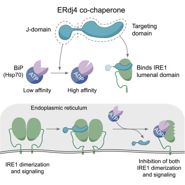A J-Protein Co-chaperone Recruits BiP to Monomerize IRE1 and Repress ...