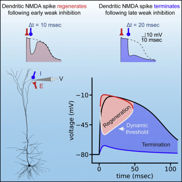 Timed Synaptic Inhibition Shapes NMDA Spikes, Influencing Local ...