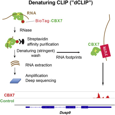 Denaturing CLIP, dCLIP, Pipeline Identifies Discrete RNA Footprints on ...