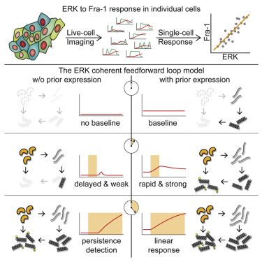 在Fra-1调节中，ERK活性的线性积分优于持久性检测。,Cell Systems - X-MOL