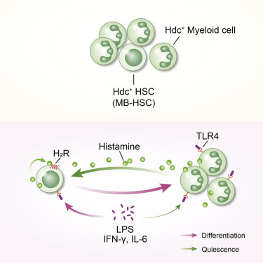 Bone Marrow Myeloid Cells Regulate Myeloid-Biased Hematopoietic Stem ...
