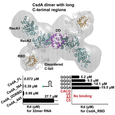 深入了解二聚RNA解旋酶CsdA的结构及其C末端区域的不可或缺的作用。,Structure - X-MOL