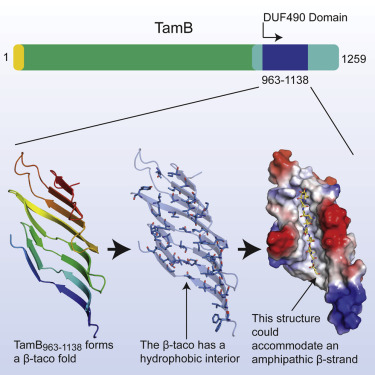 The Structure of a Conserved Domain of TamB Reveals a Hydrophobic β ...