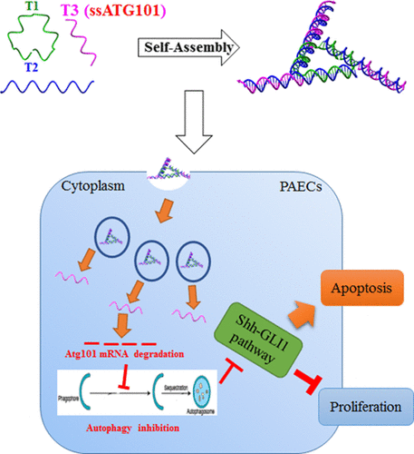 ATG101单链反义RNA加载的三角形DNA纳米粒子通过调节细胞自噬调控人类肺内皮生长。,ACS Applied Materials ...