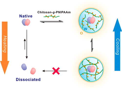 Stabilization of Multimeric Enzymes against Heat Inactivation by ...