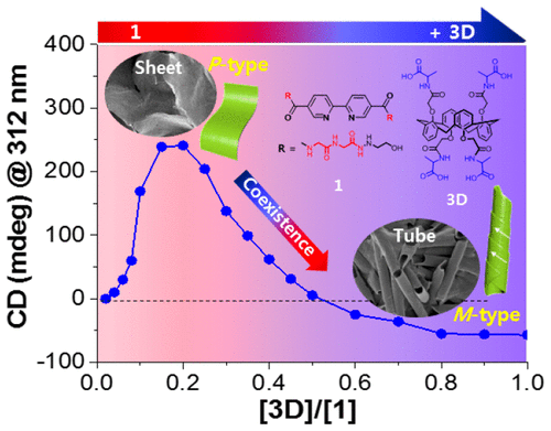 共组装超分子手性通过二维片向卷起管状结构的转移和动态反演,Journal of the American Chemical Society - X-MOL