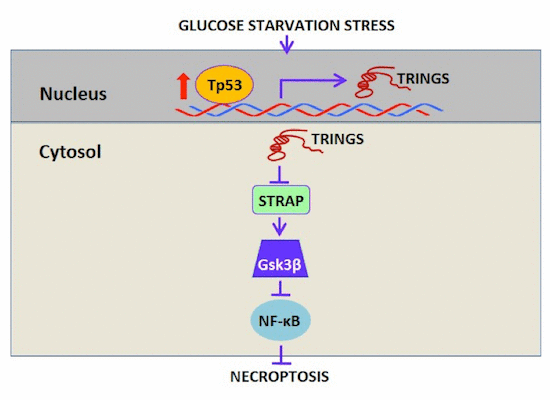 The p53‐inducible long noncoding RNA TRINGS protects cancer cells from necrosis under glucose ...