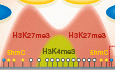 支持发育基因的 DNA 甲基化和 H3K27me3 结构域划分,The EMBO Journal - X-MOL