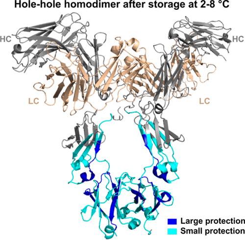 Structural and Functional Characterization of a Hole–Hole Homodimer ...
