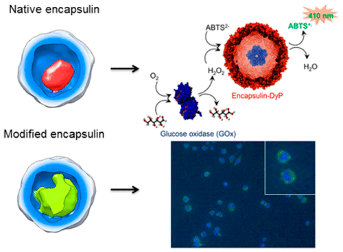 Structural Characterization of Native and Modified Encapsulins as ...