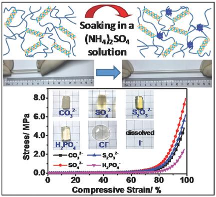 Hofmeister Effect‐Assisted One Step Fabrication of Ductile and Strong ...