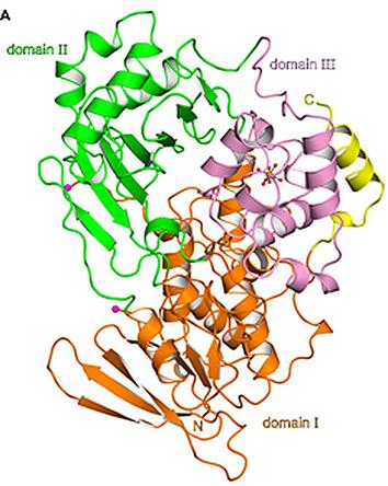 Rhodococcus erythropolis Oleate Hydratase: a New Member in the Oleate ...