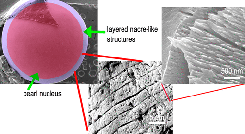 Mineralization of Nacre-like Structures Mediated by Extrapallial Fluid ...