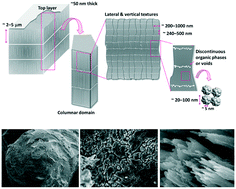 Hierarchical textures on aragonitic shells of the hyaline radial ...