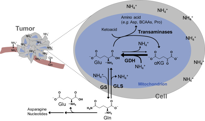 When Cancer Cells Are Given Lemo[NH3]s, They Make Lemo[NH3]ade.,Cell ...