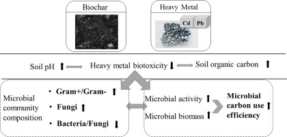生物炭调节重金属毒性并提高土壤中微生物碳的利用效率,Science of the Total Environment - X-MOL