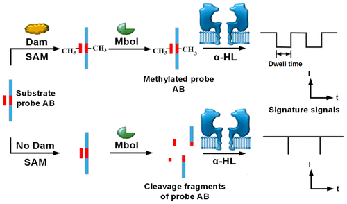 Nanopore-Based, Label-Free, and Real-Time Monitoring Assay for DNA ...