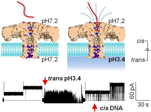 Remote Activation of a Nanopore for High-Performance Genetic Detection ...