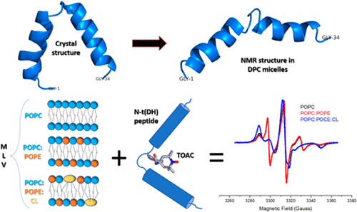 HsDHODH Microdomain–Membrane Interactions Influenced by the Lipid ...