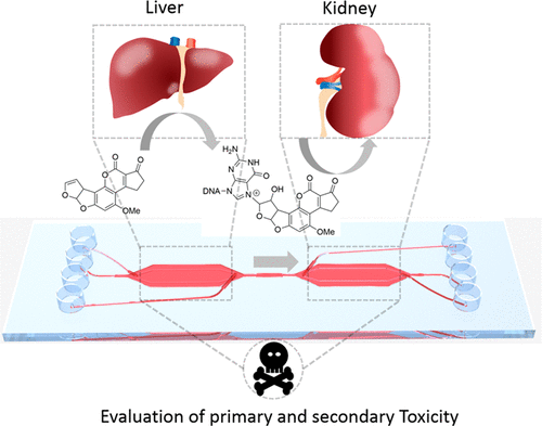Liver-Kidney-on-Chip To Study Toxicity of Drug Metabolites,ACS ...