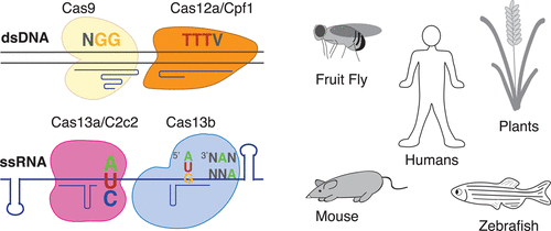 Diverse Class 2 CRISPR-Cas Effector Proteins for Genome Engineering ...