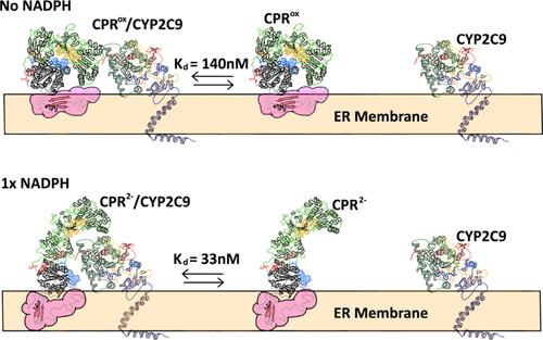 Dissociation Constants of Cytochrome P450 2C9 / Cytochrome P450 ...