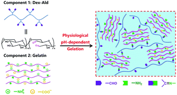 Physiological pH-dependent gelation for 3D printing based on the phase ...
