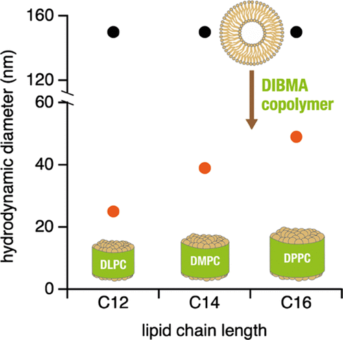 二异丁烯/马来酸（DIBMA）共聚物形成脂质双层纳米光盘,Langmuir - X-MOL