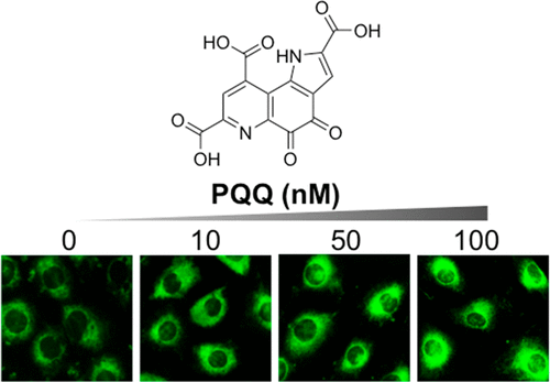 Pyrroloquinoline Quinone, a Redox-Active o-Quinone, Stimulates ...